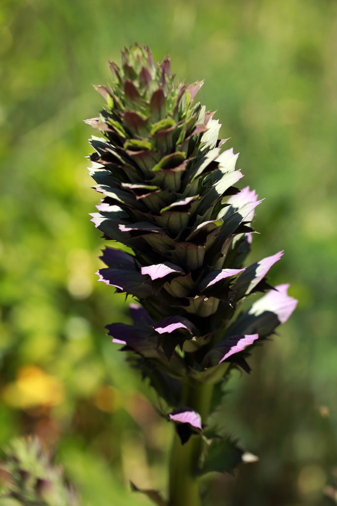 Connaissez-vous la plante Acanthe ? – Le-blog-de-la-maison.org