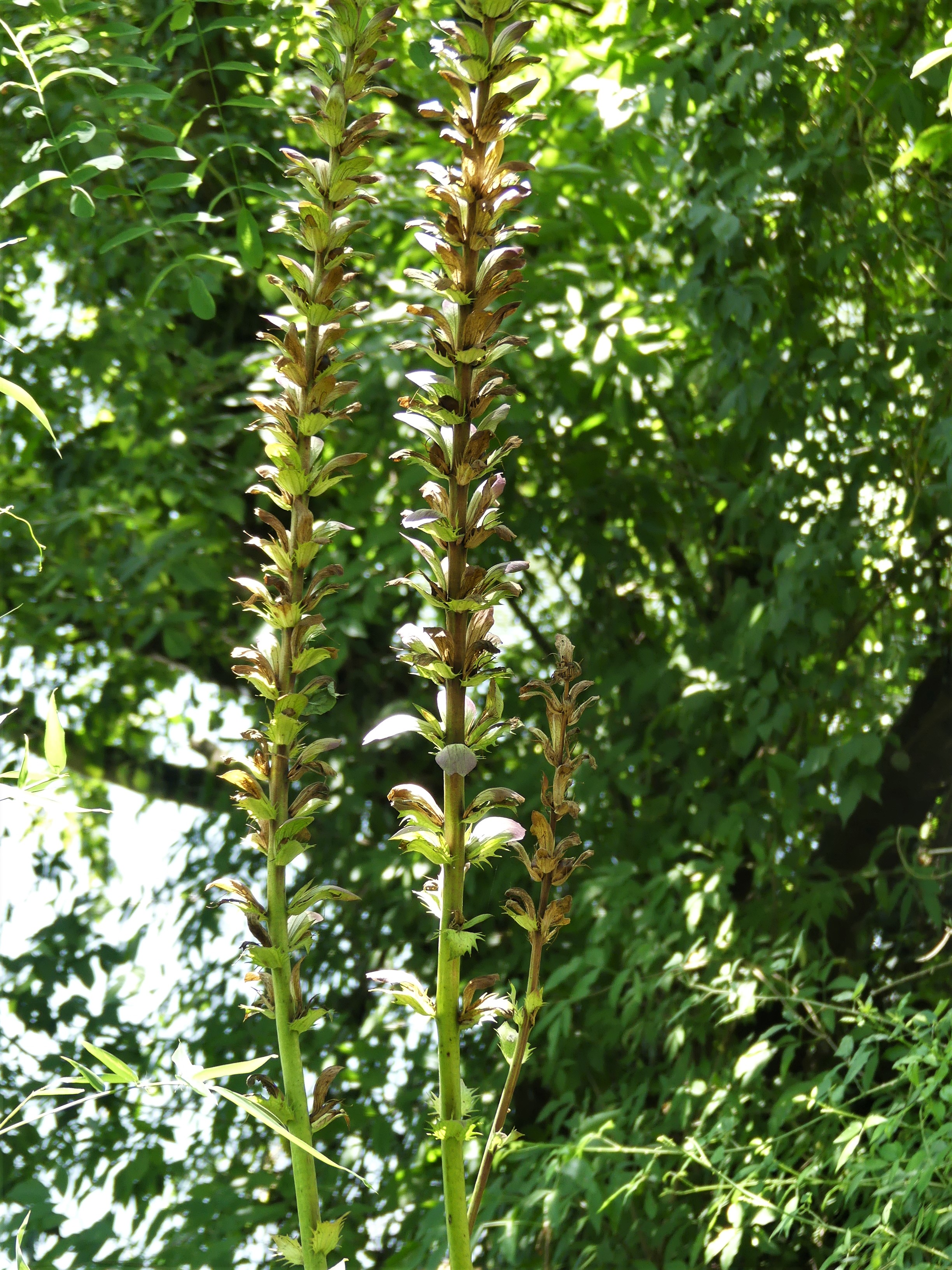 Connaissez-vous la plante Acanthe ? – Le-blog-de-la-maison.org