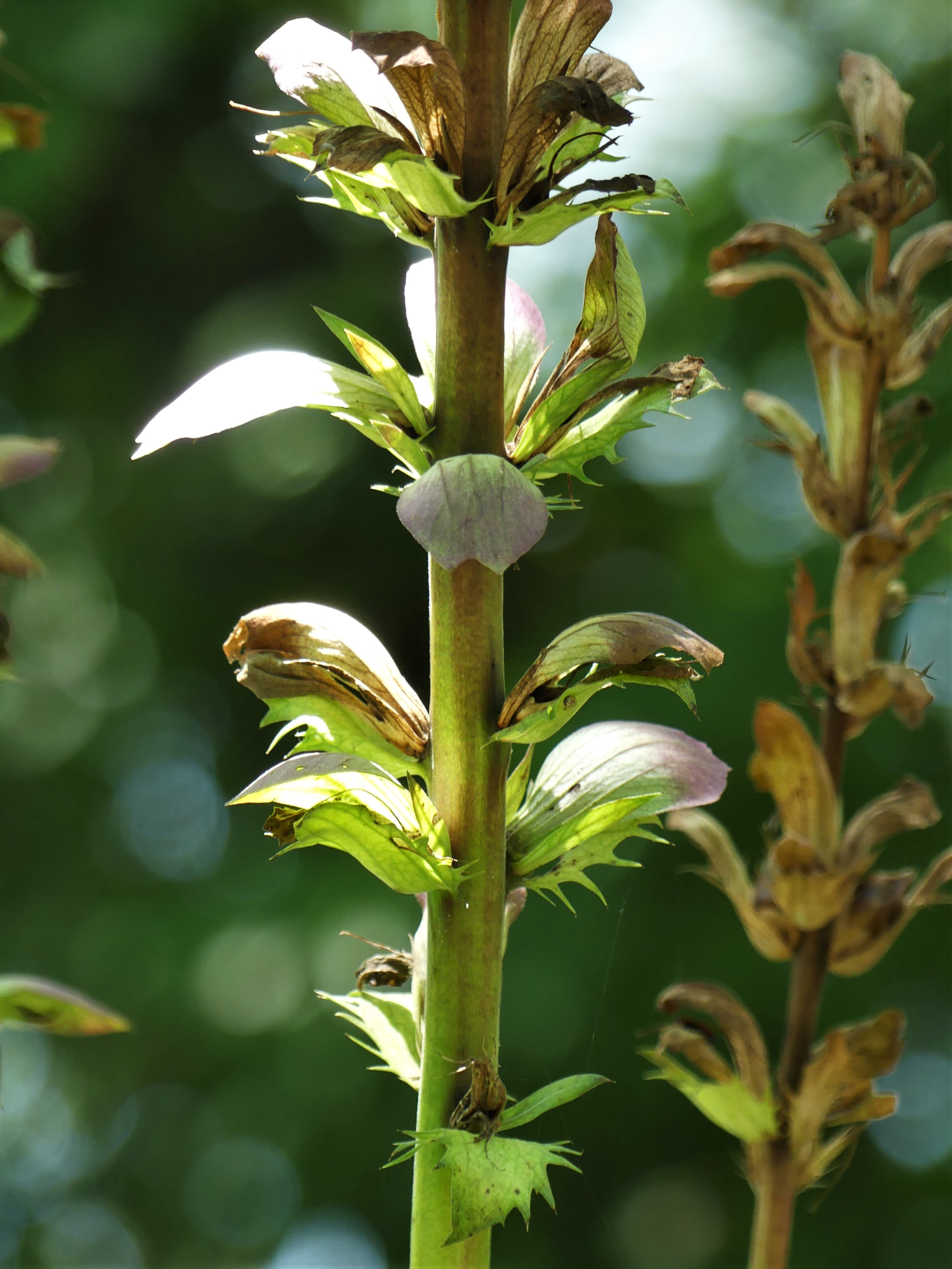 Connaissez-vous la plante Acanthe ? – Le-blog-de-la-maison.org