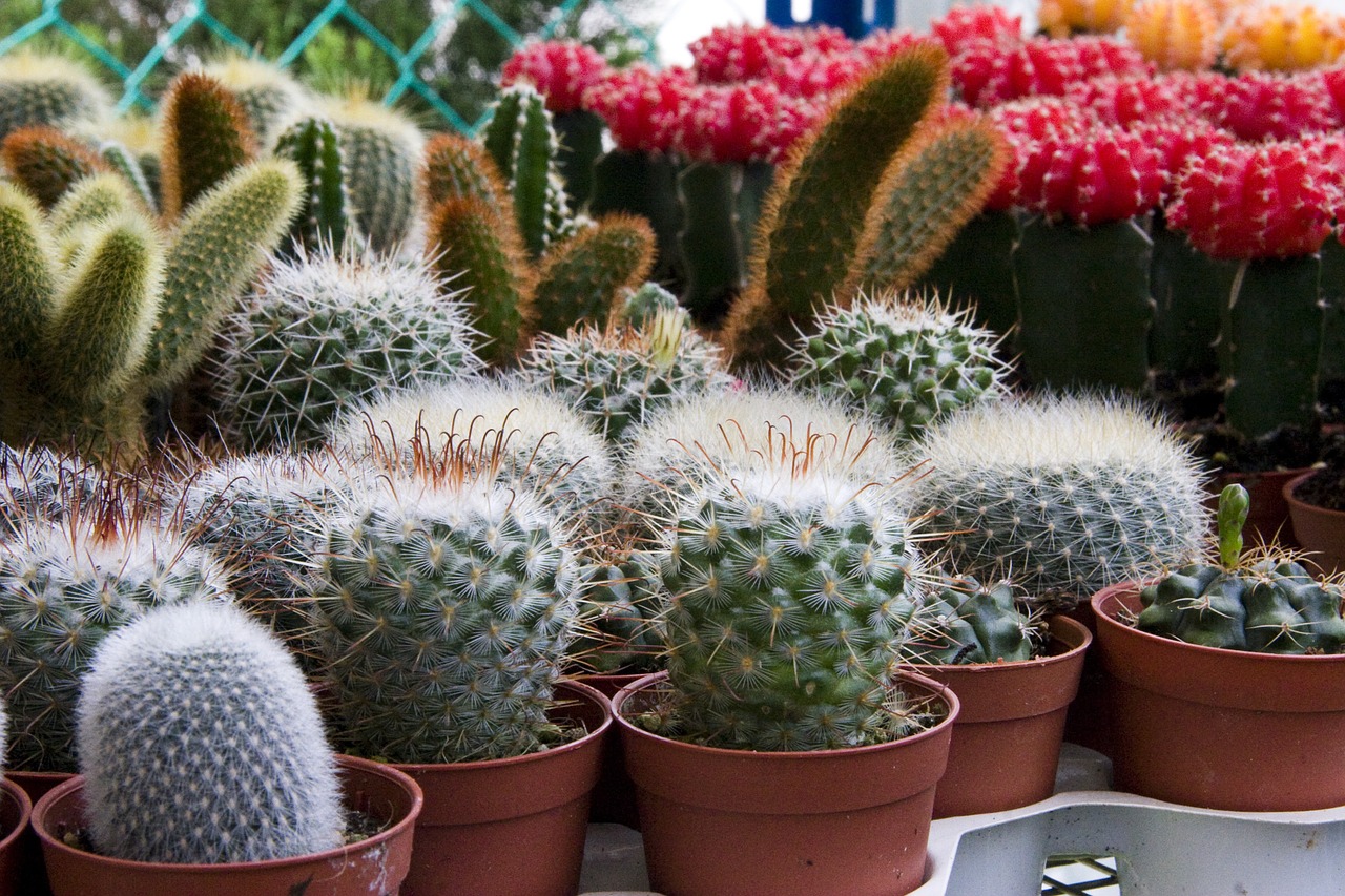 Quel est l’entretien pour un mini-cactus ? – Le-blog-de-la-maison.org
