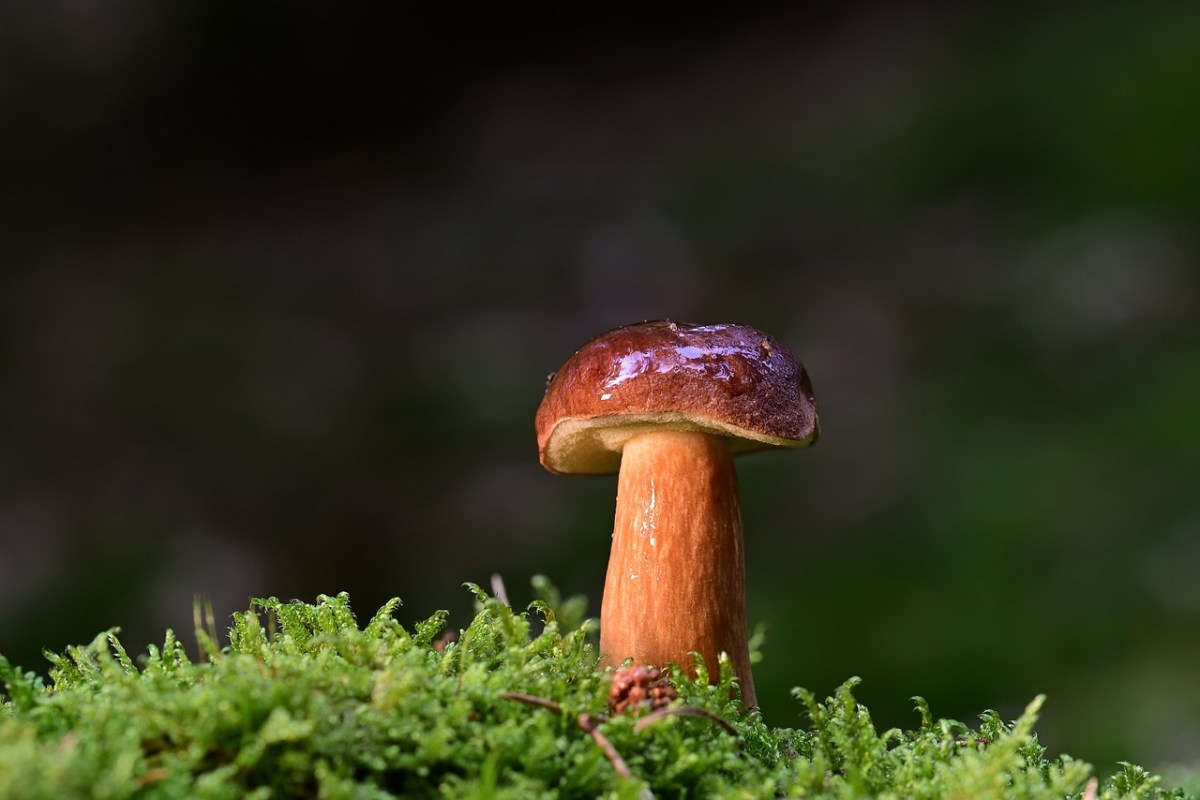 Zoom sur le Bolet bleuissant – Le-blog-de-la-maison.org