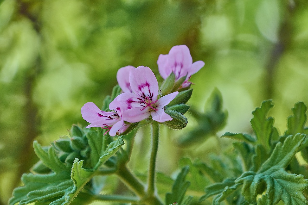 Le Géranium citronnelle : culture et entretien – Le-blog-de-la-maison.org