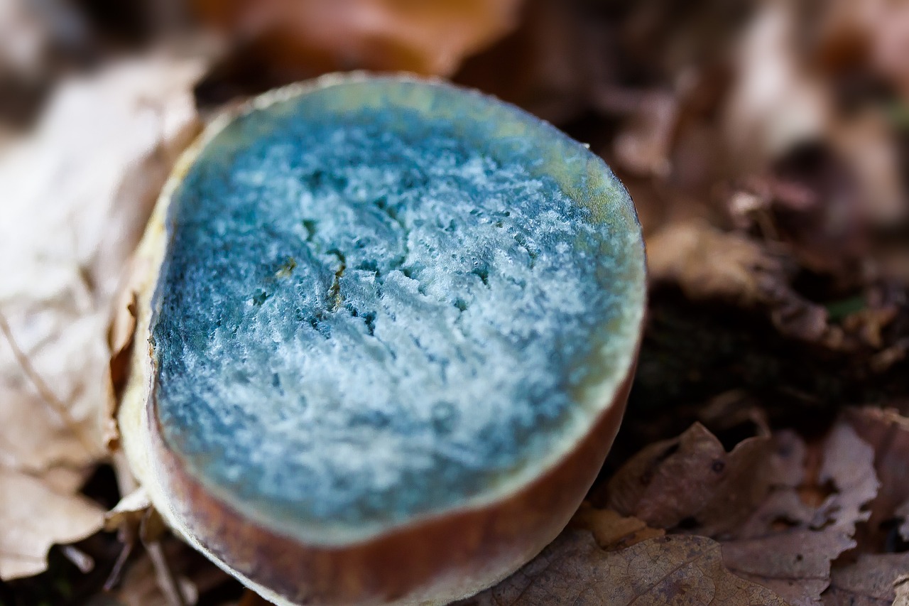 Zoom sur le Bolet bleuissant – Le-blog-de-la-maison.org