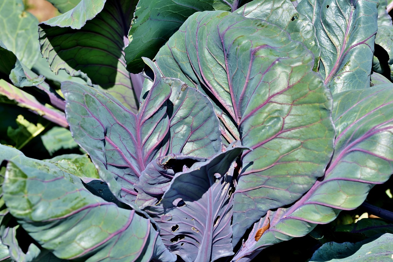 Le-blog-de-la-maison.org – Blog maison