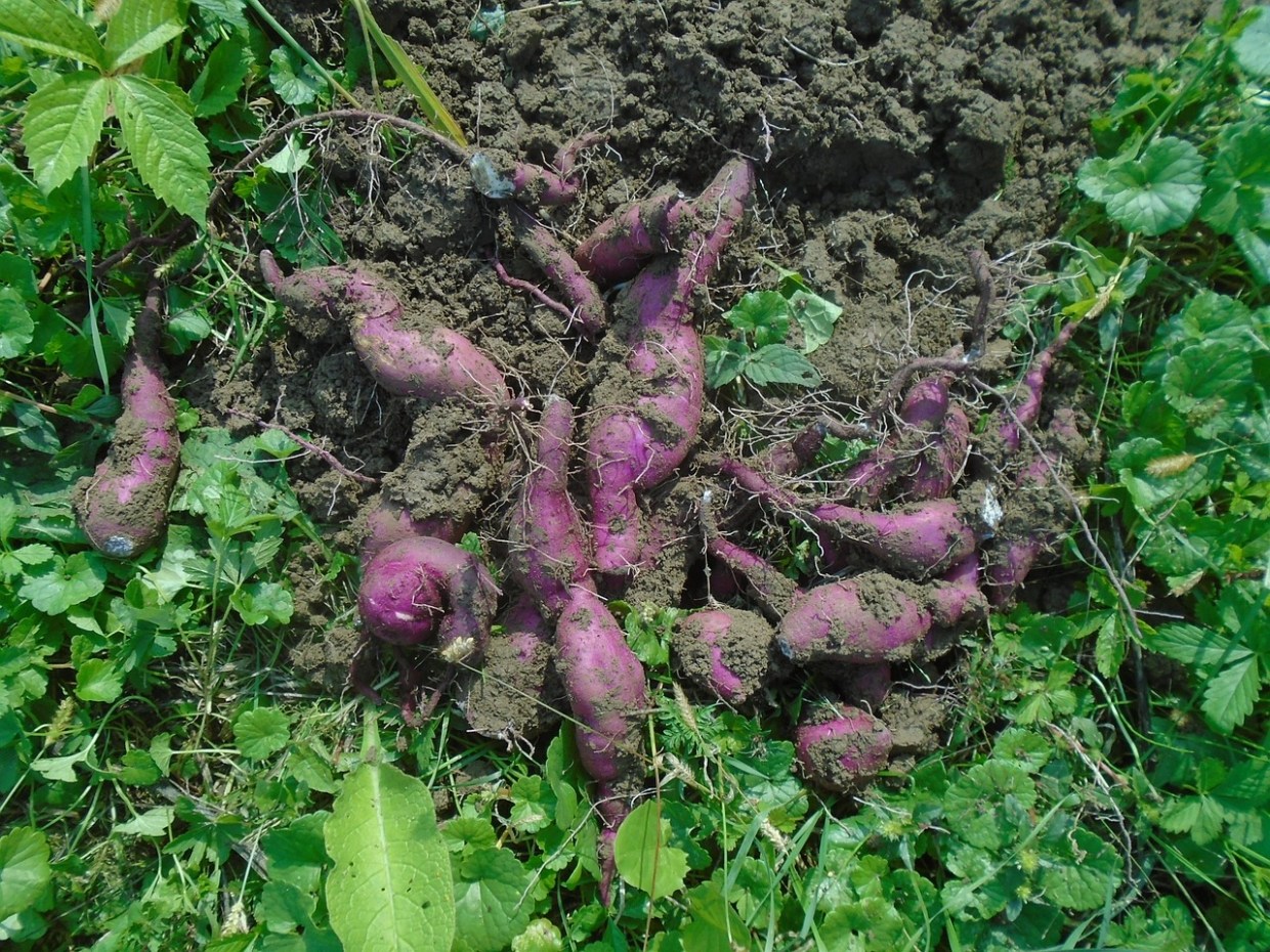 Quand récolter les patates douces ? – Le-blog-de-la-maison.org